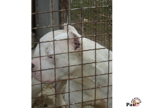 Dogo argentino