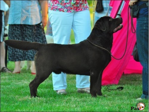 Labrador retriver