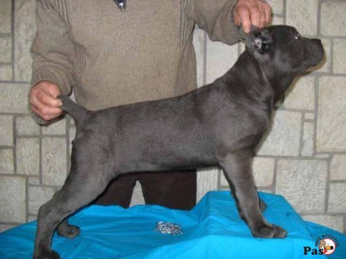 Cane Corso