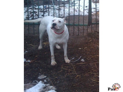 Dogo argentino