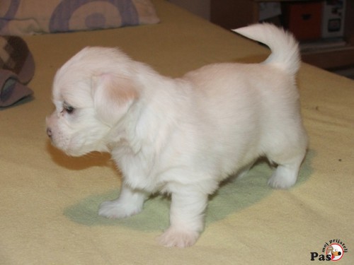 Coton de tulear - Tulearski pas