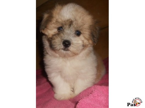 Coton de tulear - Tulearski pas