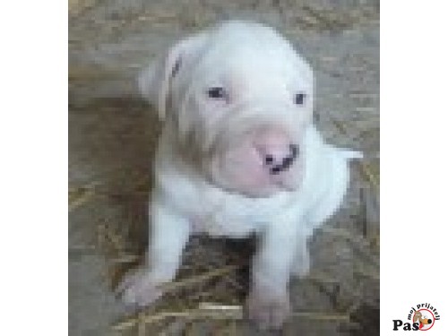 Dogo argentino