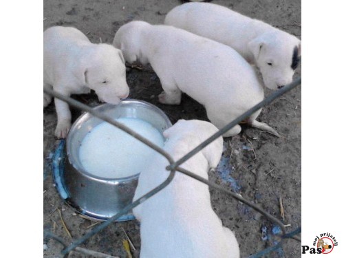 Dogo argentino