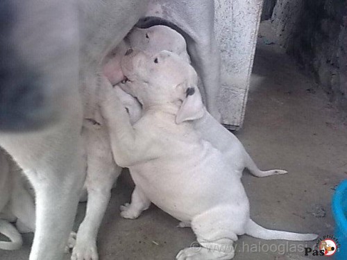 Dogo argentino