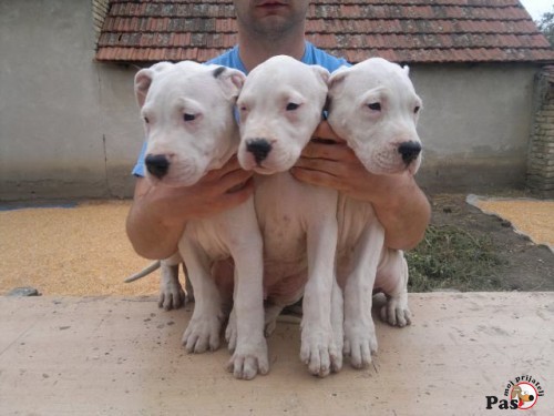 Dogo argentino