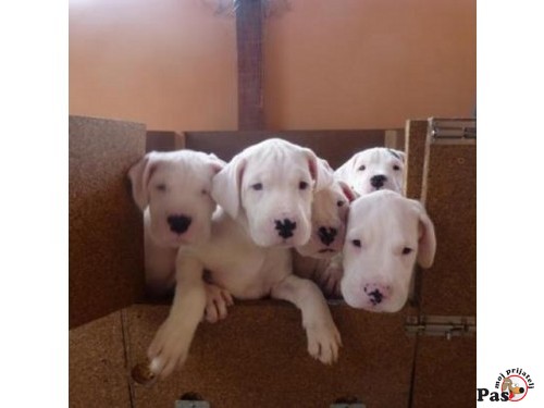 Dogo argentino