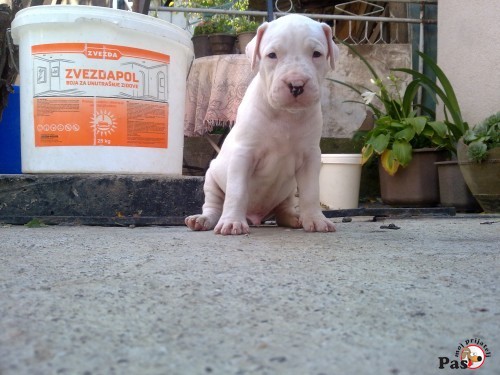 Dogo argentino