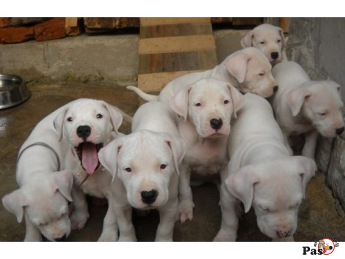 Dogo argentino