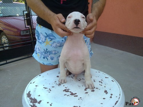 Dogo argentino