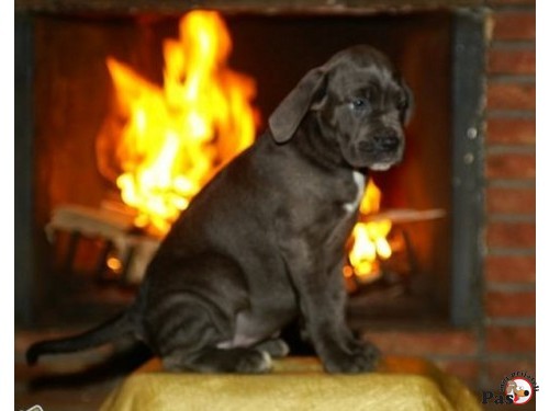 Cane Corso