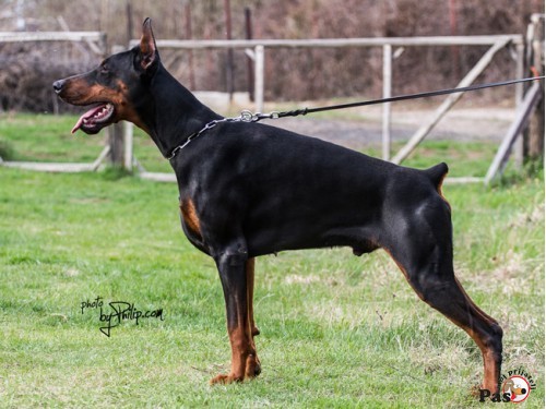 Doberman