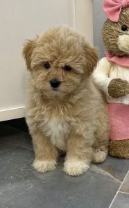 Maltipoo vrhinske genetike