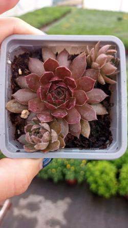 Sempervivum Pacific Shadow