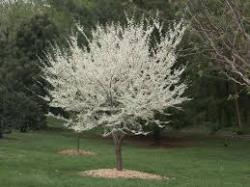 judino drvo beli cvet