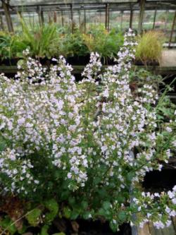 Divlji bosiljak (seme) Calamintha nepeta ssp. nepeta