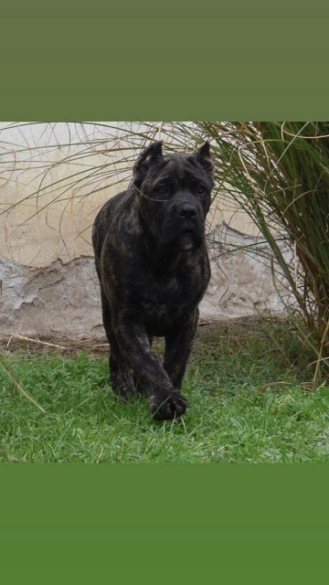 Cane corso stenci