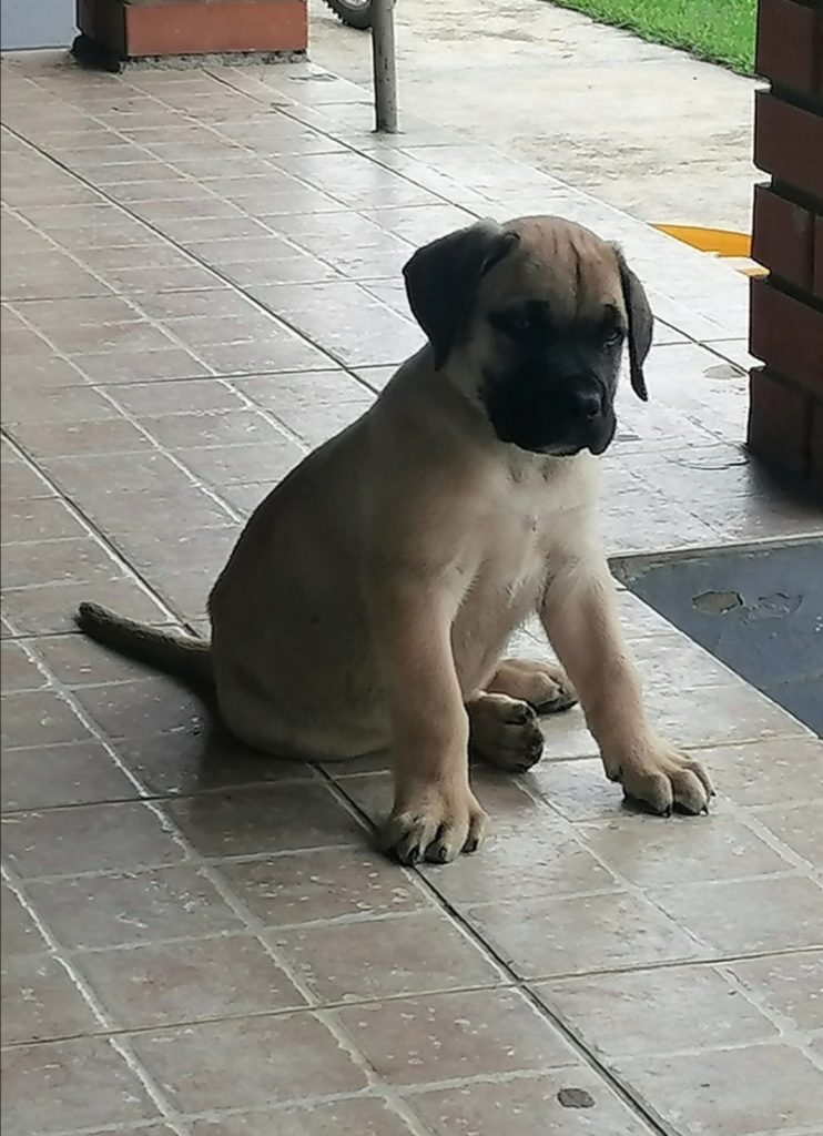 Presa Canario štenci