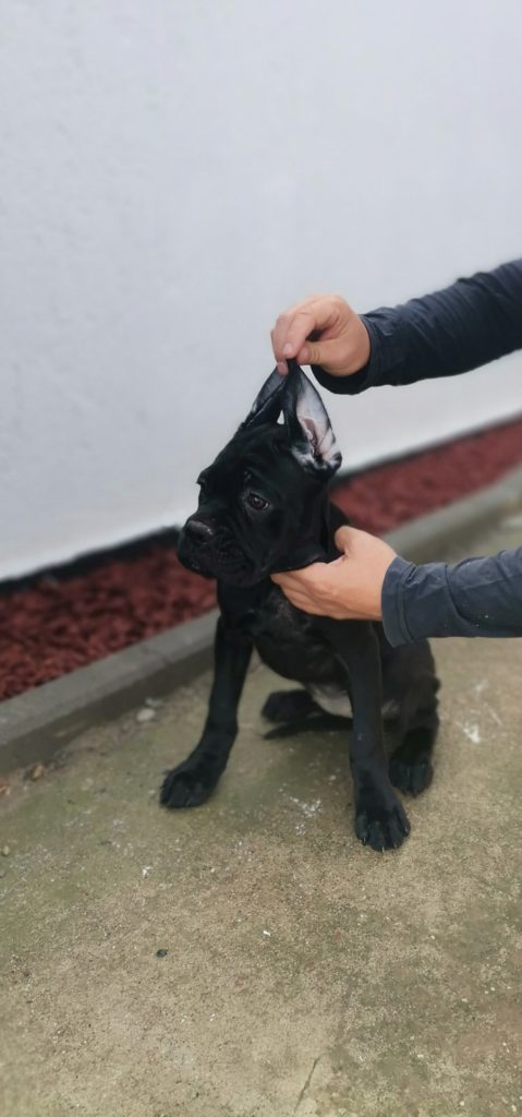 Cane Corso štene