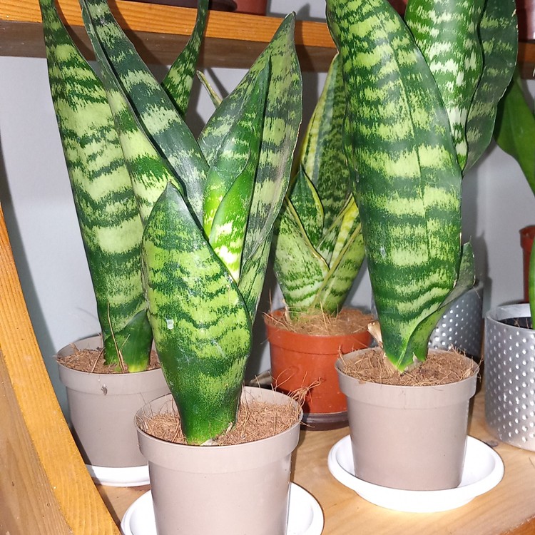 Sanseveria