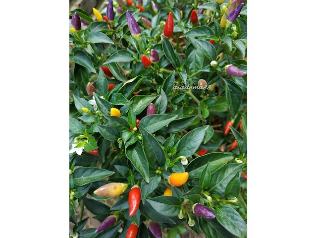 Čili paprika `Bolivian Rainbow`, 15 semena