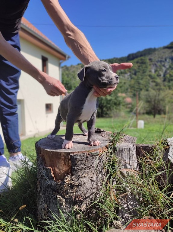 Američki Pitbull terijer štenci