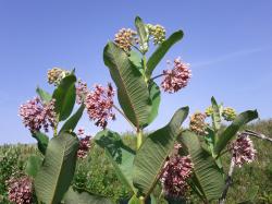 Asclepias syriaca (seme)