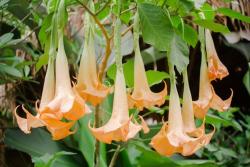 Brugmansia (seme)