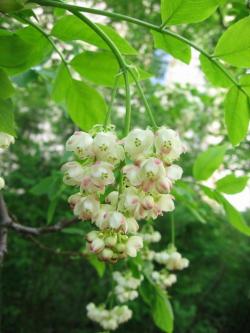 Staphilea pinnata - Klokocika (seme)