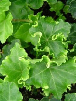 Hedera helix "Parsley Crested",kovrdzavi brsljan