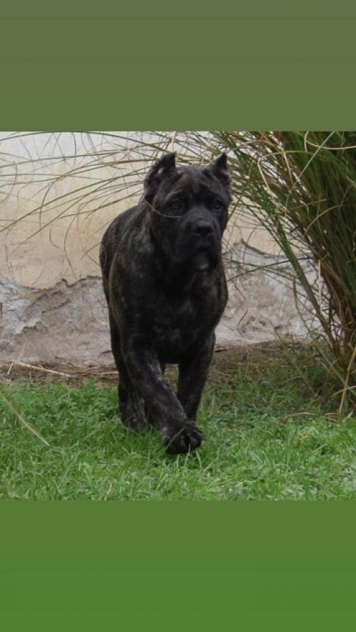 Cane corso štenci