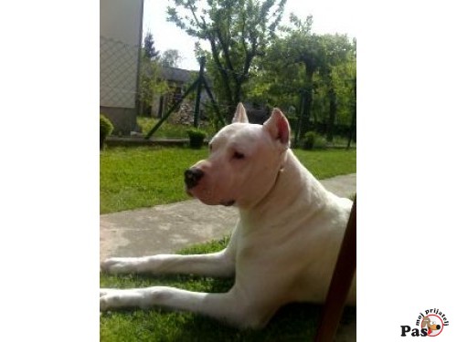 Dogo argentino