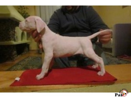 Dogo argentino