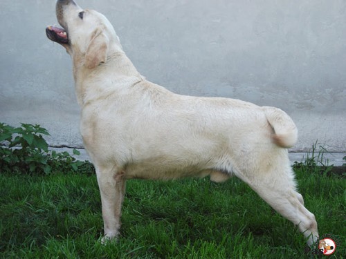 Labrador retriver