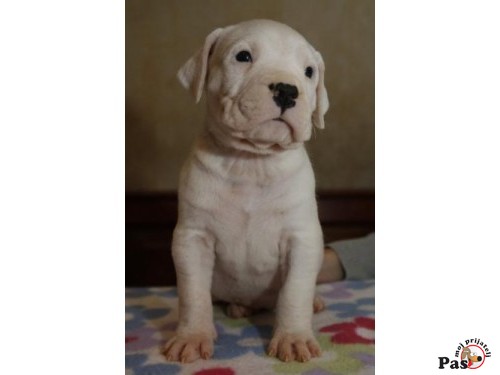 Dogo argentino