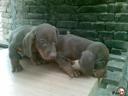 Jazavičar oštrodlaki - Dachshund