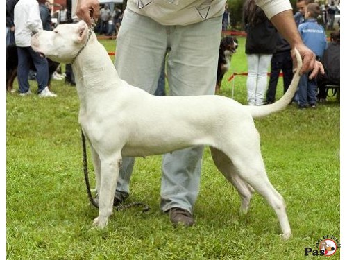 Dogo argentino