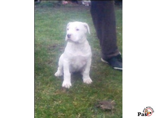 Dogo argentino