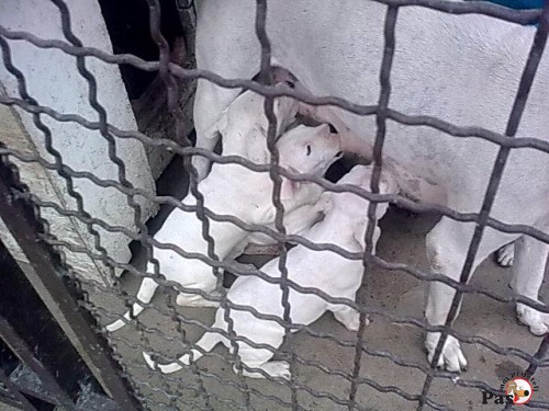 Dogo argentino