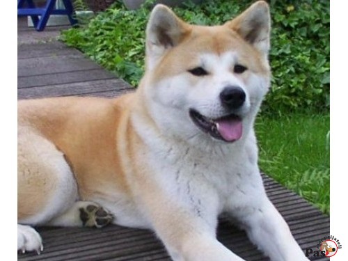 Akita Inu