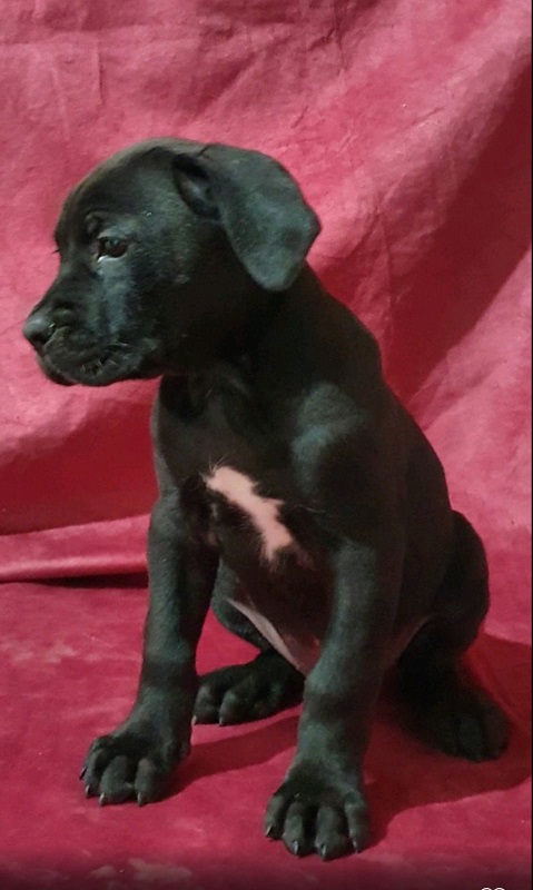 Cane corso zenski stenci