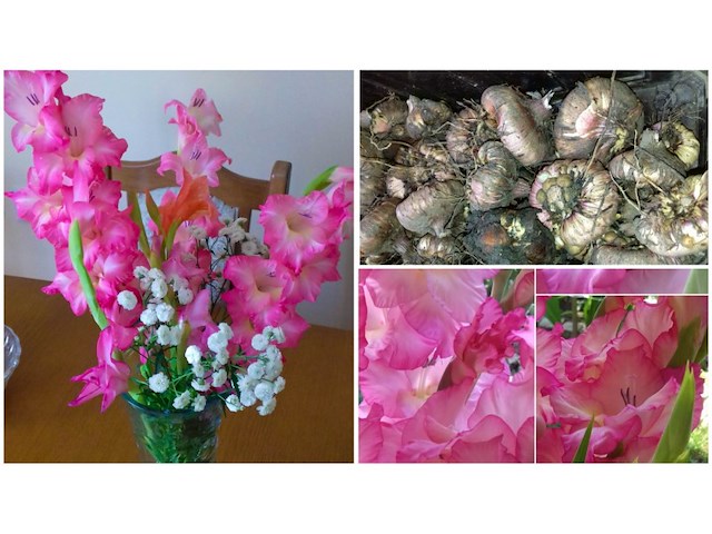 Roze gladiole - 10 lukovica