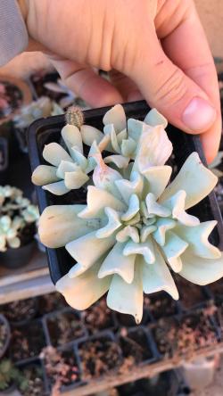 Echeveria Topsy Turvy