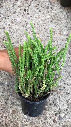 Crassula muscosa