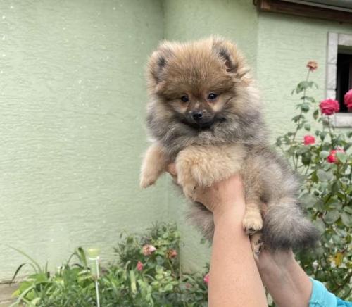 Pomeranac