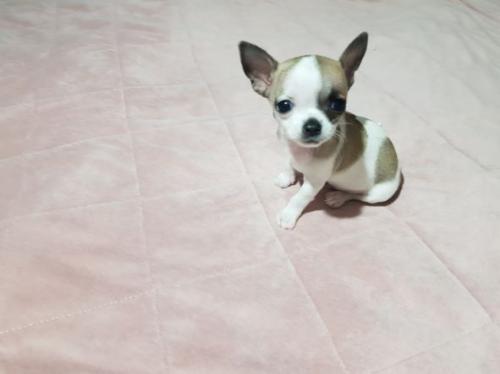 Princess mini chihuahuas