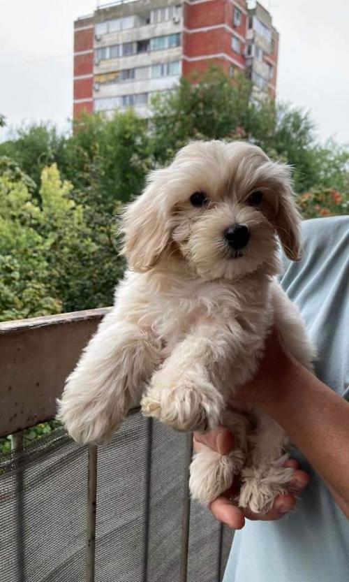 Maltipoo Maltezer-Pudla