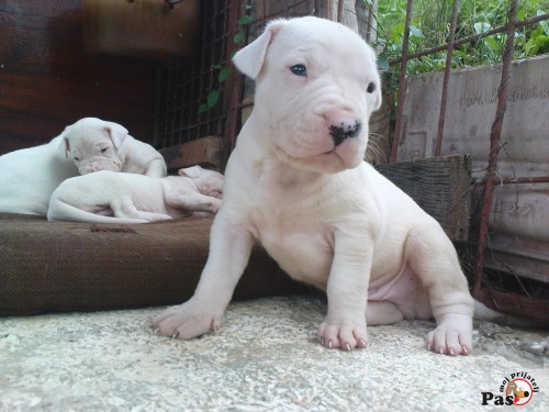 Dogo argentino