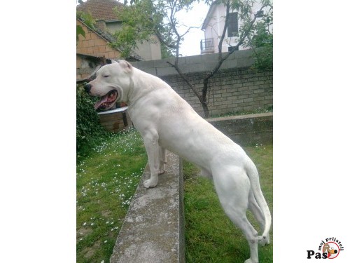 Dogo argentino