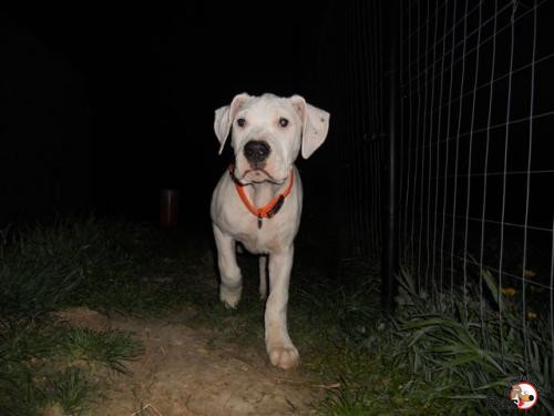 Dogo argentino